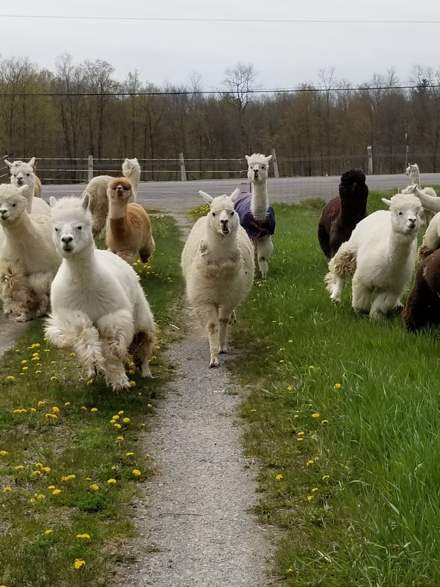 Childrenswear – Stone Spindle Farm